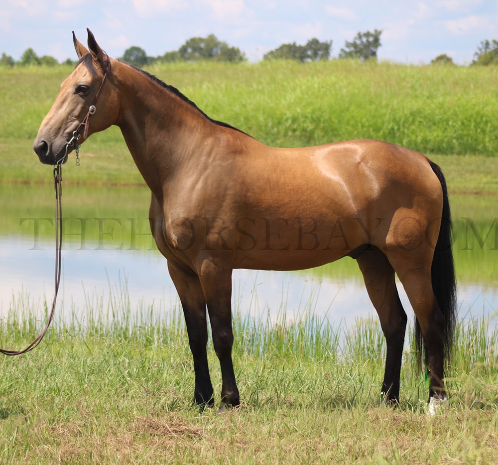 Rip | Thehorsebay.com