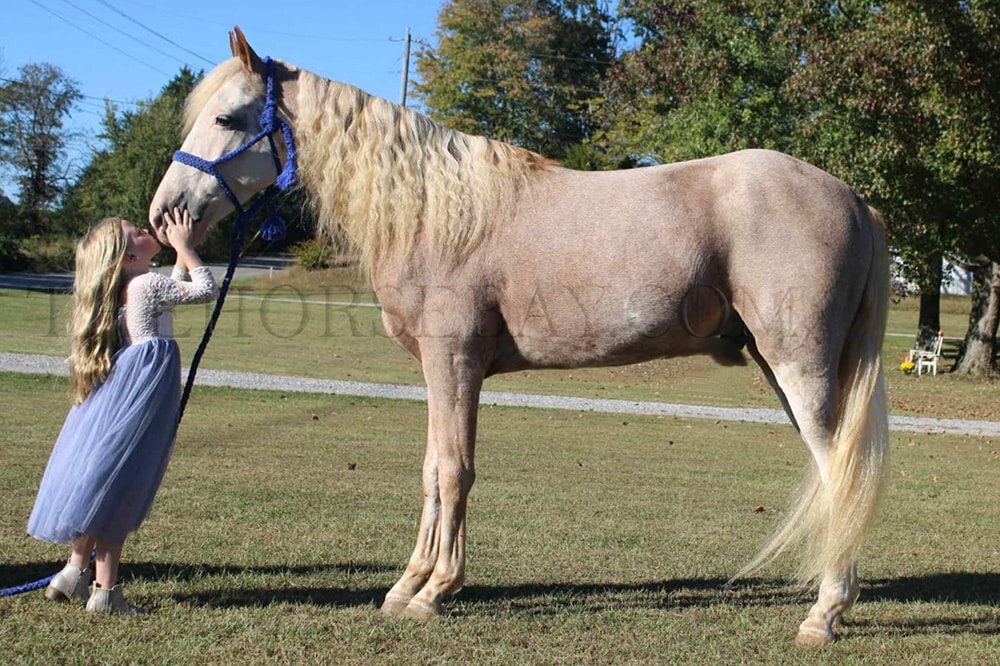 Boo | Thehorsebay.com