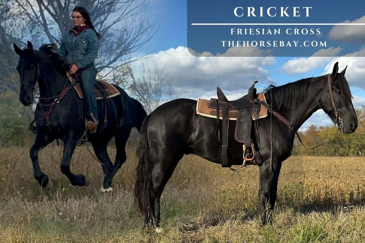 Cricket | Thehorsebay.com