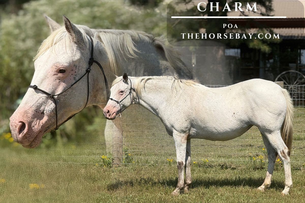Charm | Thehorsebay.com