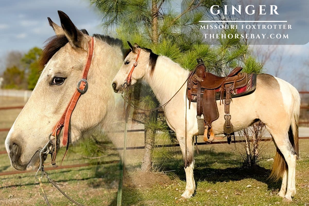 Ginger | Thehorsebay.com