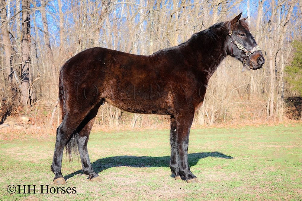 PHOENIX | Thehorsebay.com