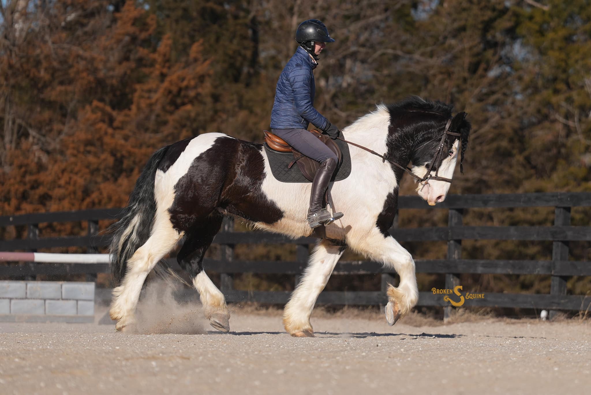 Gypsy Cross Horse for Sale – Metallica | The Horse Bay