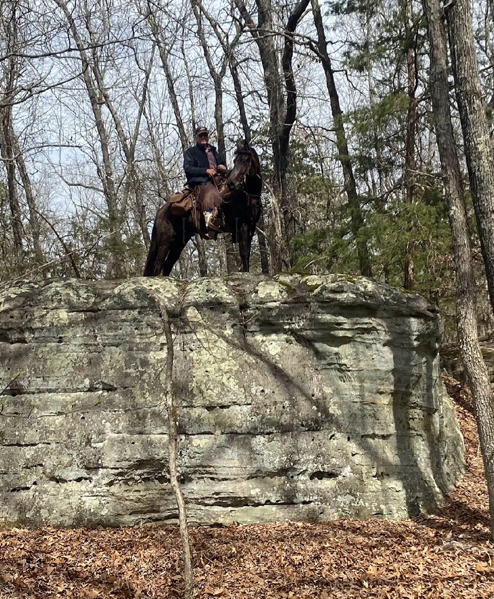 Harley's Missouri Boy "Dan" | Thehorsebay.com