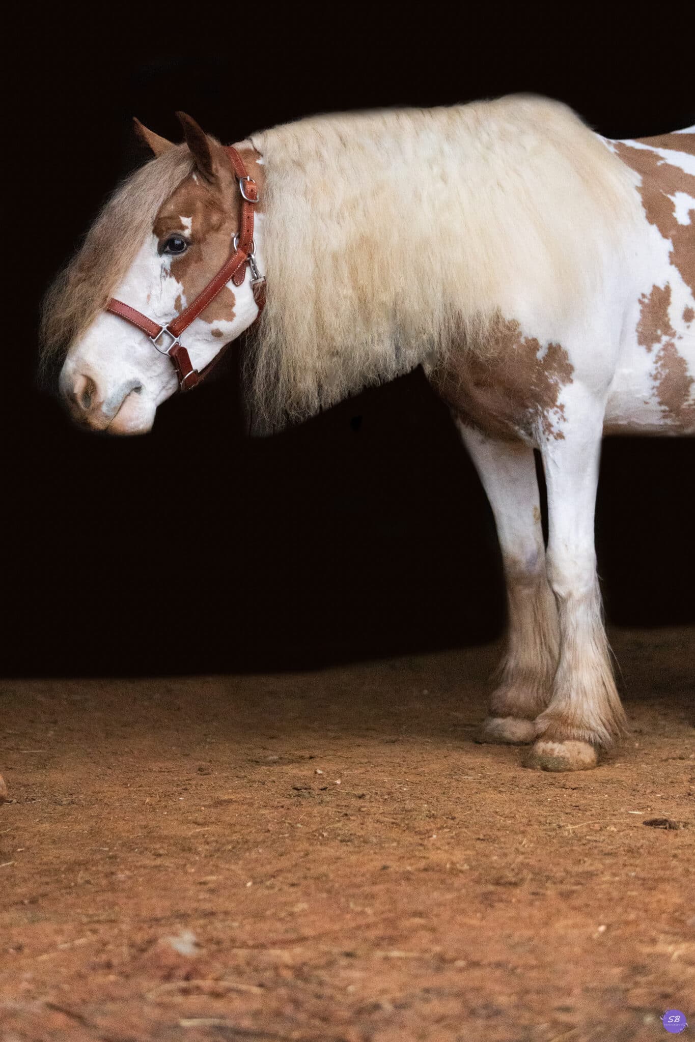 FHF One Way To Heaven "Joey" | Thehorsebay.com