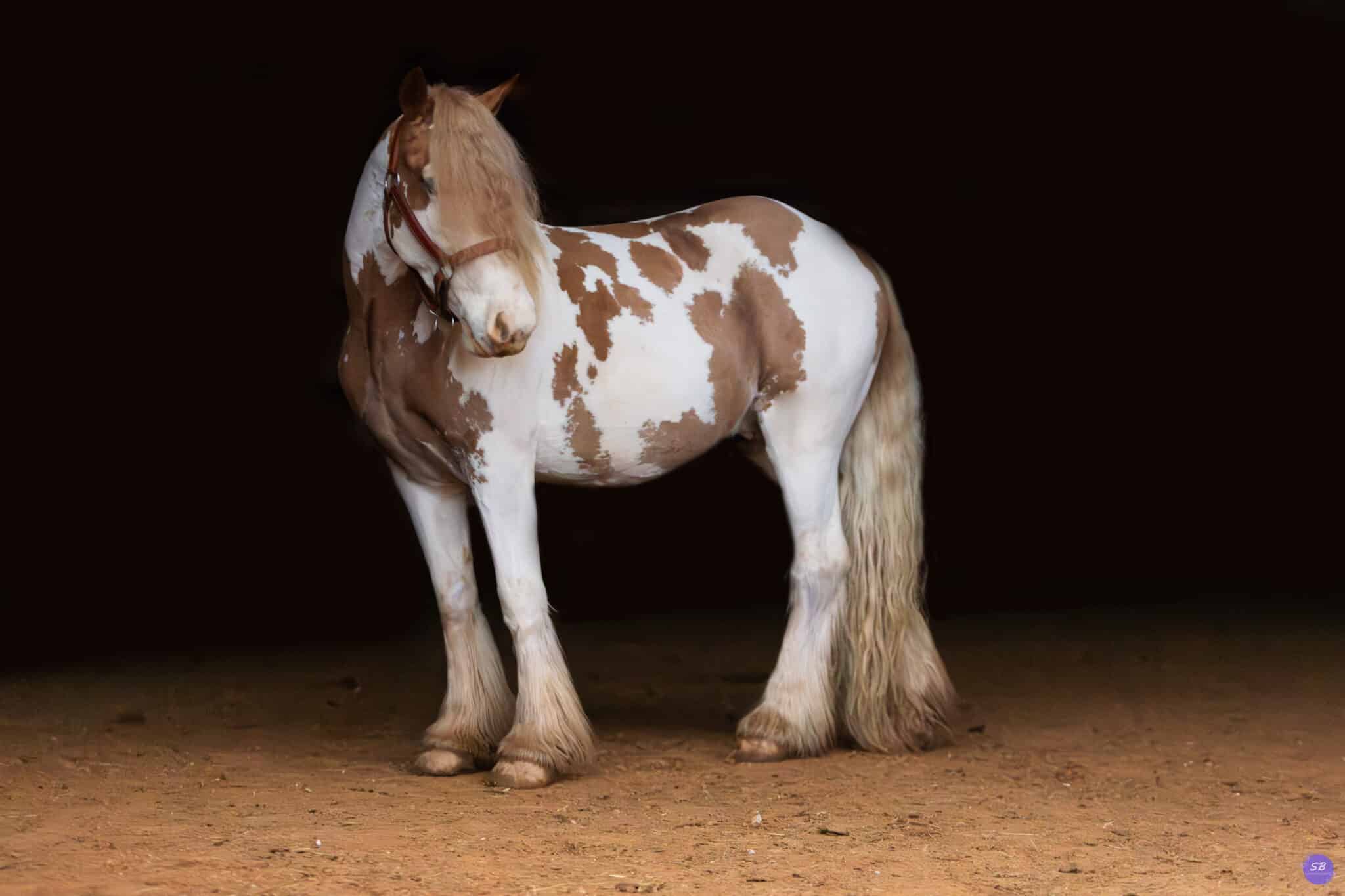 FHF One Way To Heaven "Joey" | Thehorsebay.com