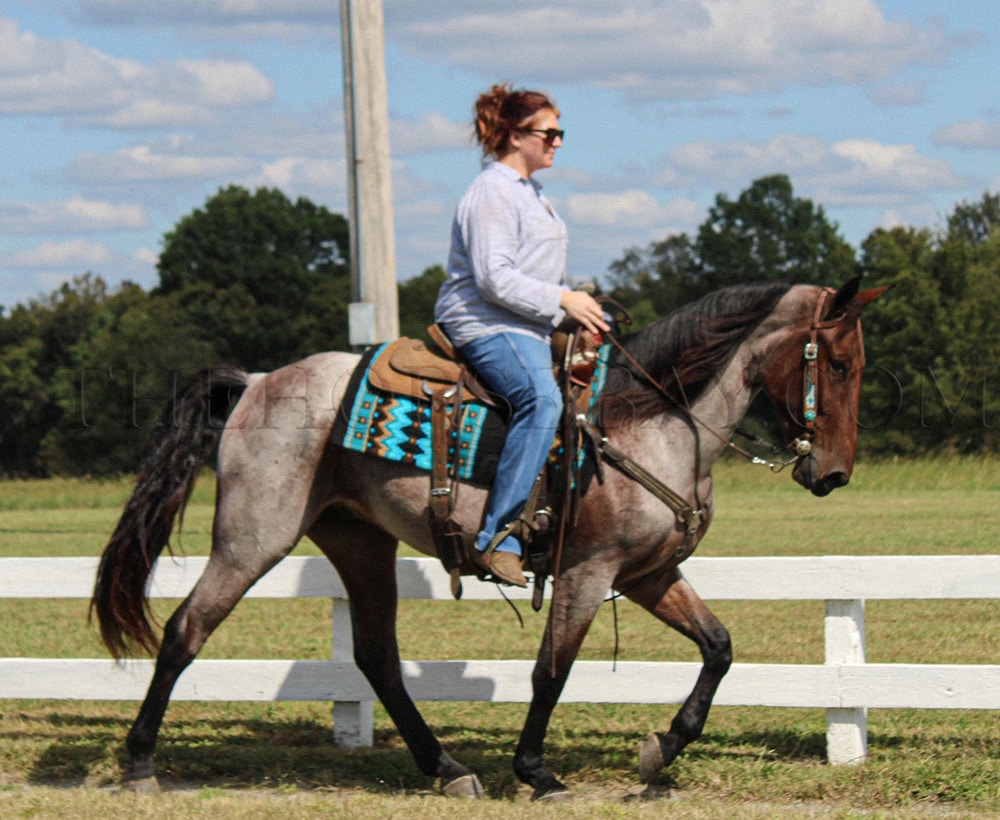 I Am Your Hucklebearer "Doc" | Thehorsebay.com