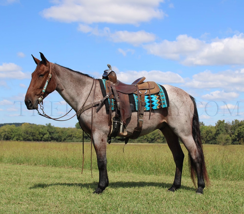 I Am Your Hucklebearer "Doc" | Thehorsebay.com