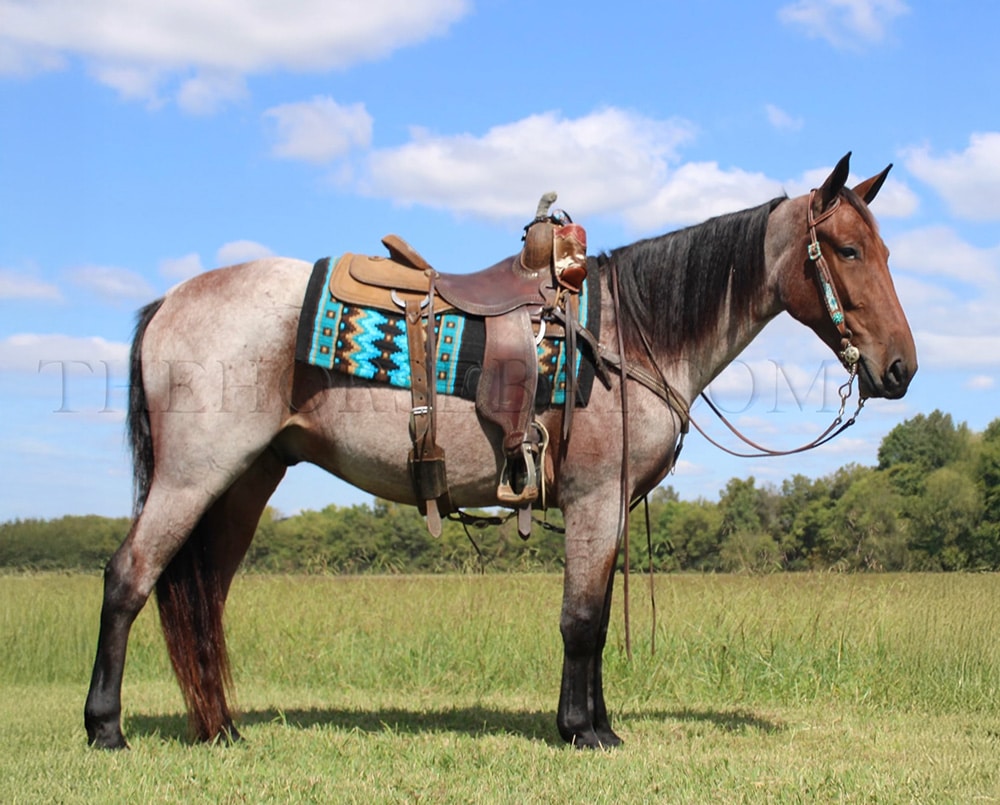 I Am Your Hucklebearer "Doc" | Thehorsebay.com