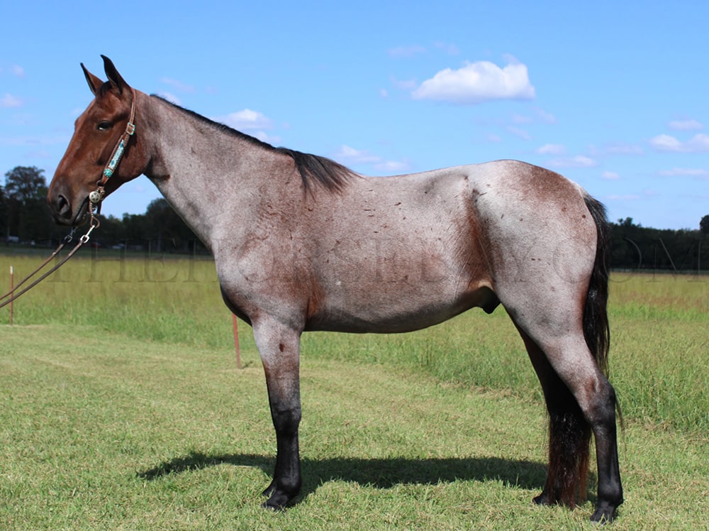 I Am Your Hucklebearer "Doc" | Thehorsebay.com