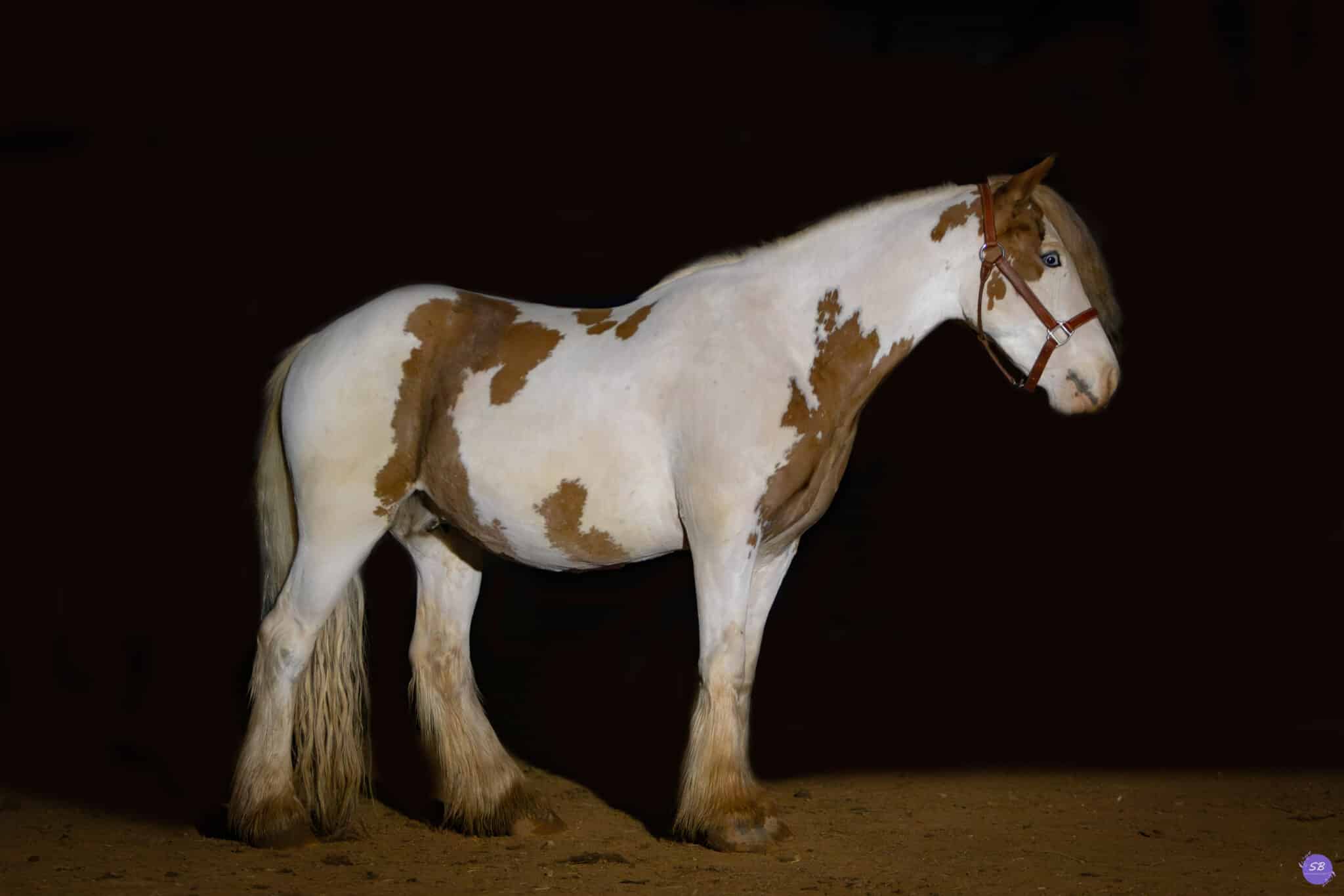 FHF One Way To Heaven "Joey" | Thehorsebay.com