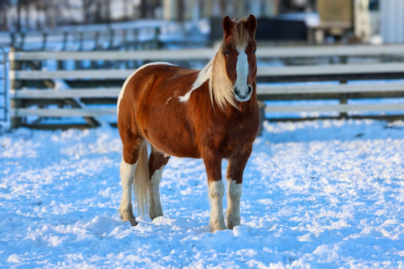 Pony for Sale – Rascal | The Horse Bay