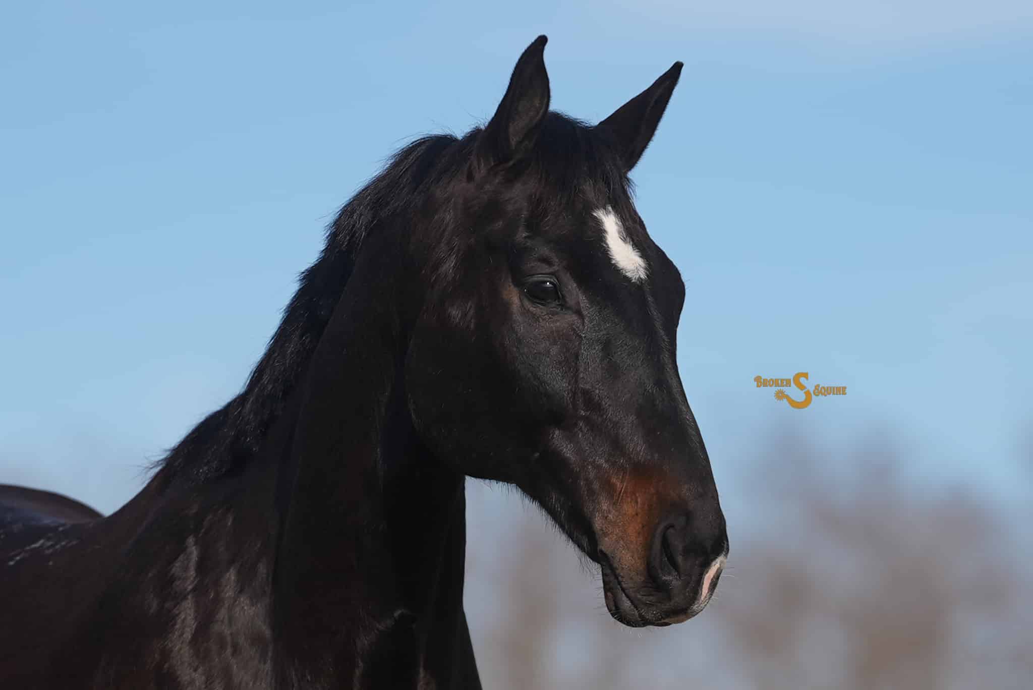 Warmblood Horse for Sale – Dojo | The Horse Bay