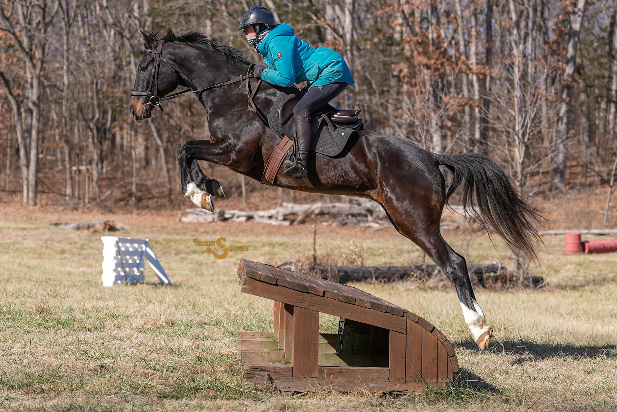 Warmblood Horse for Sale – Dojo | The Horse Bay
