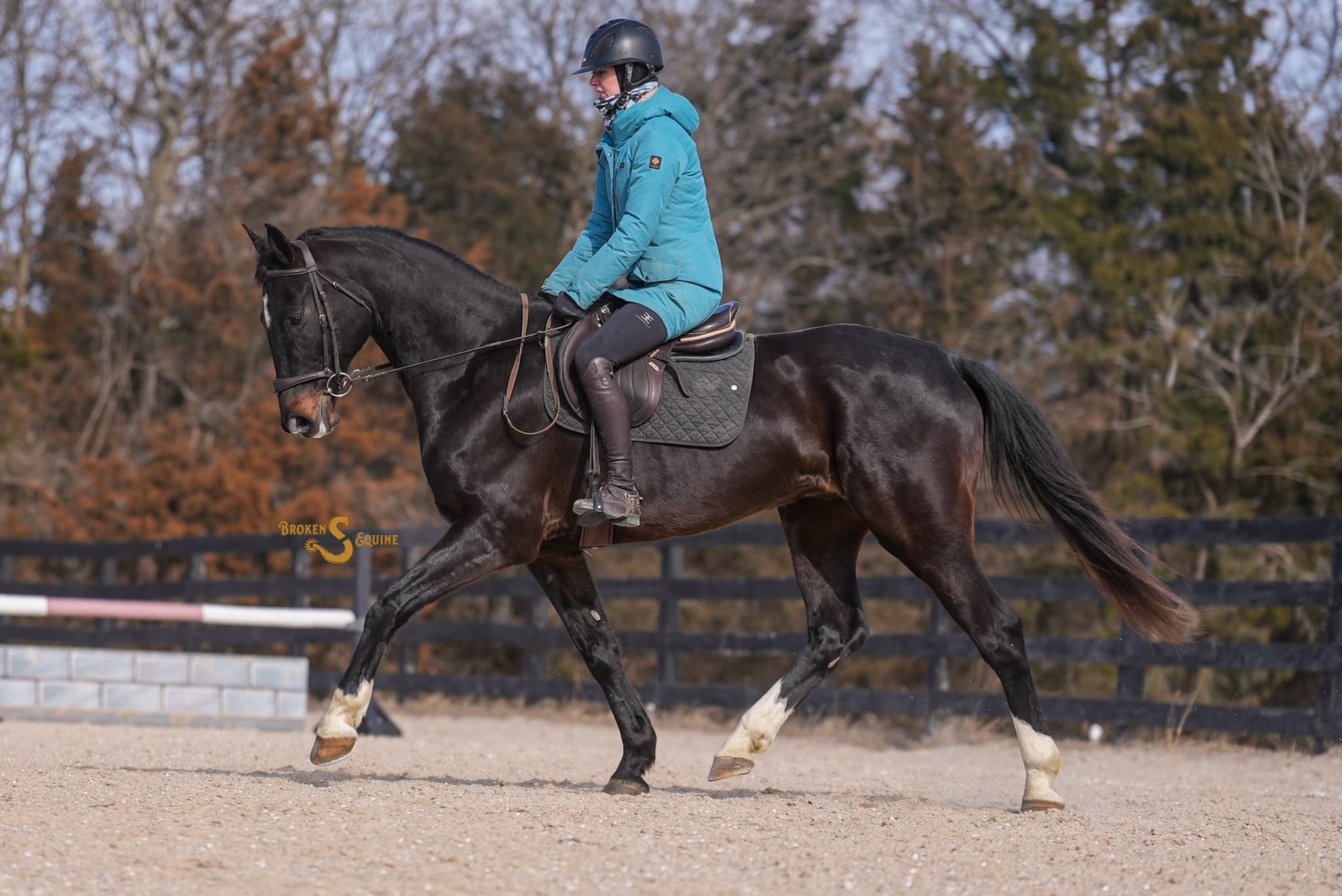Warmblood Horse for Sale – Dojo | The Horse Bay