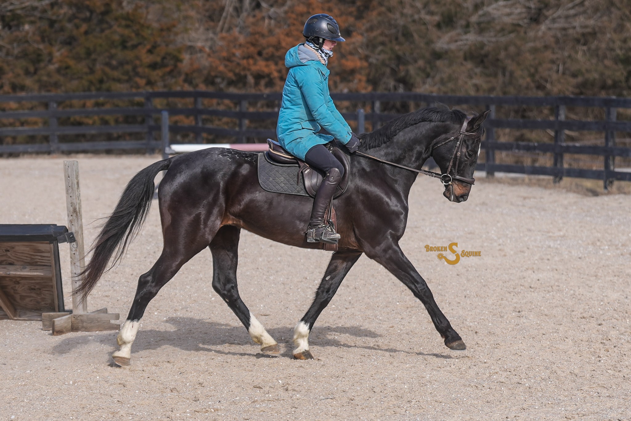 Warmblood Horse for Sale – Dojo | The Horse Bay