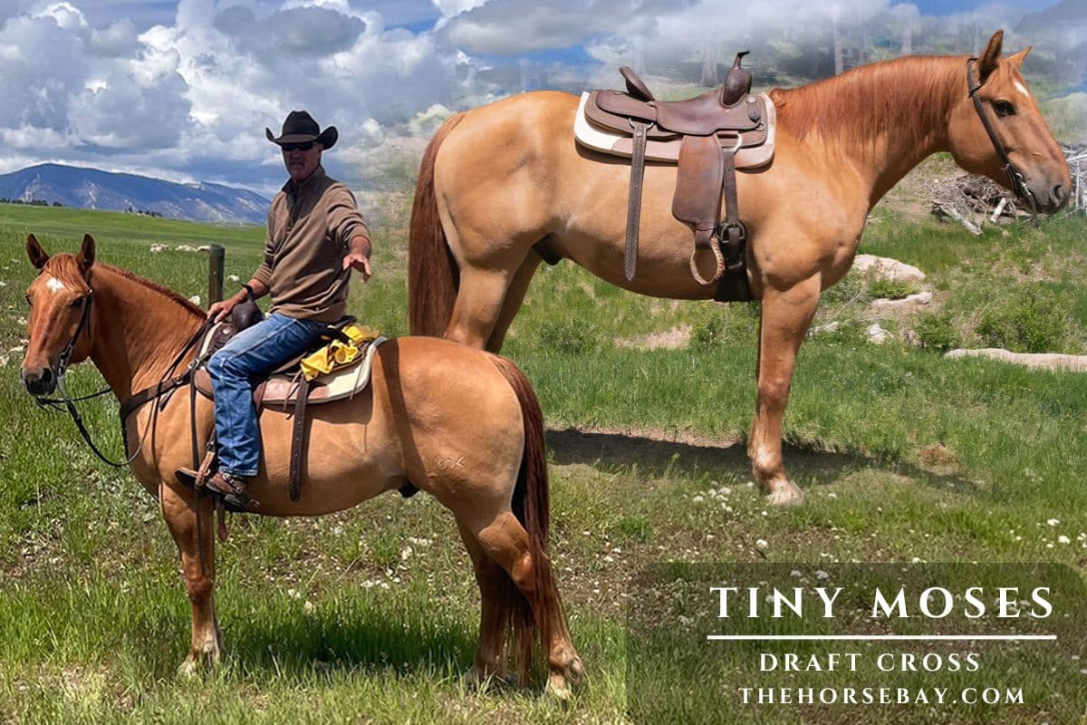 Sport Horses for Sale | Performance & Competition Horses