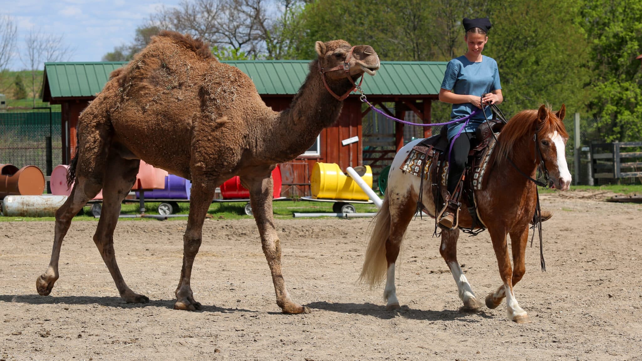 Tonka | Thehorsebay.com