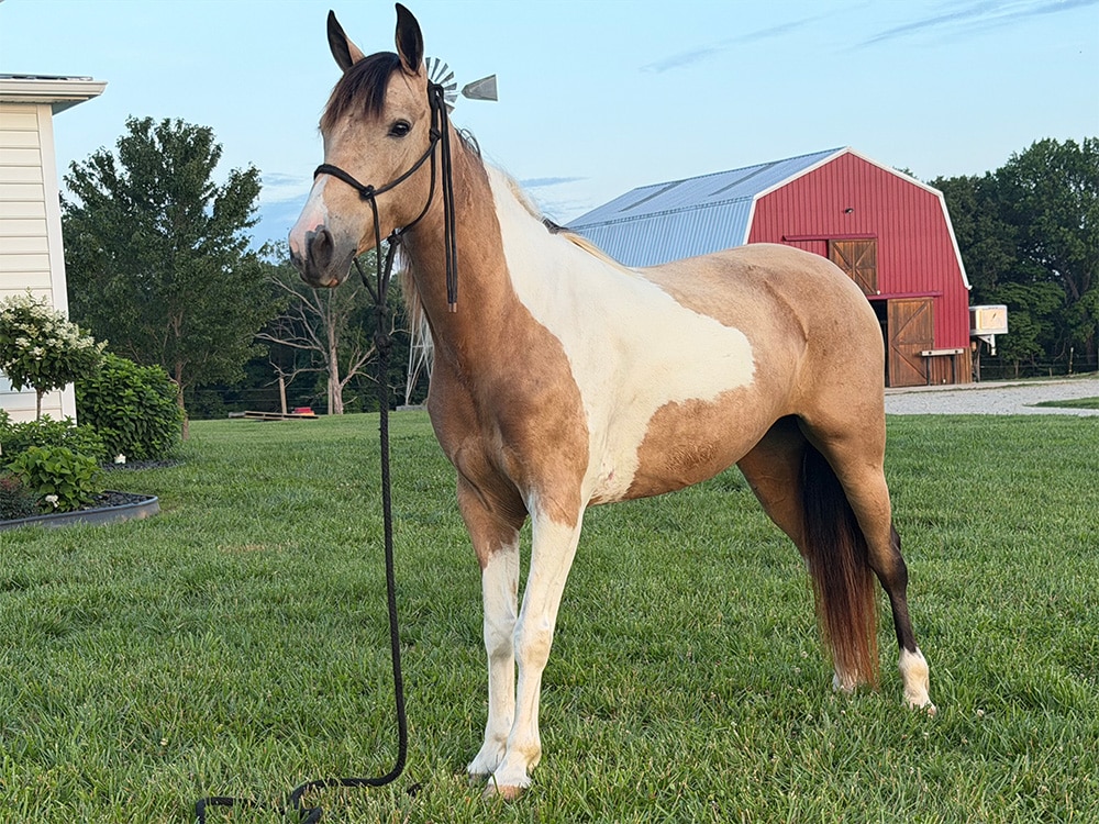 Reba Fancy Girl | Thehorsebay.com