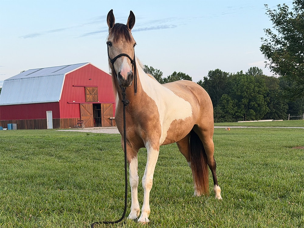 Reba Fancy Girl | Thehorsebay.com