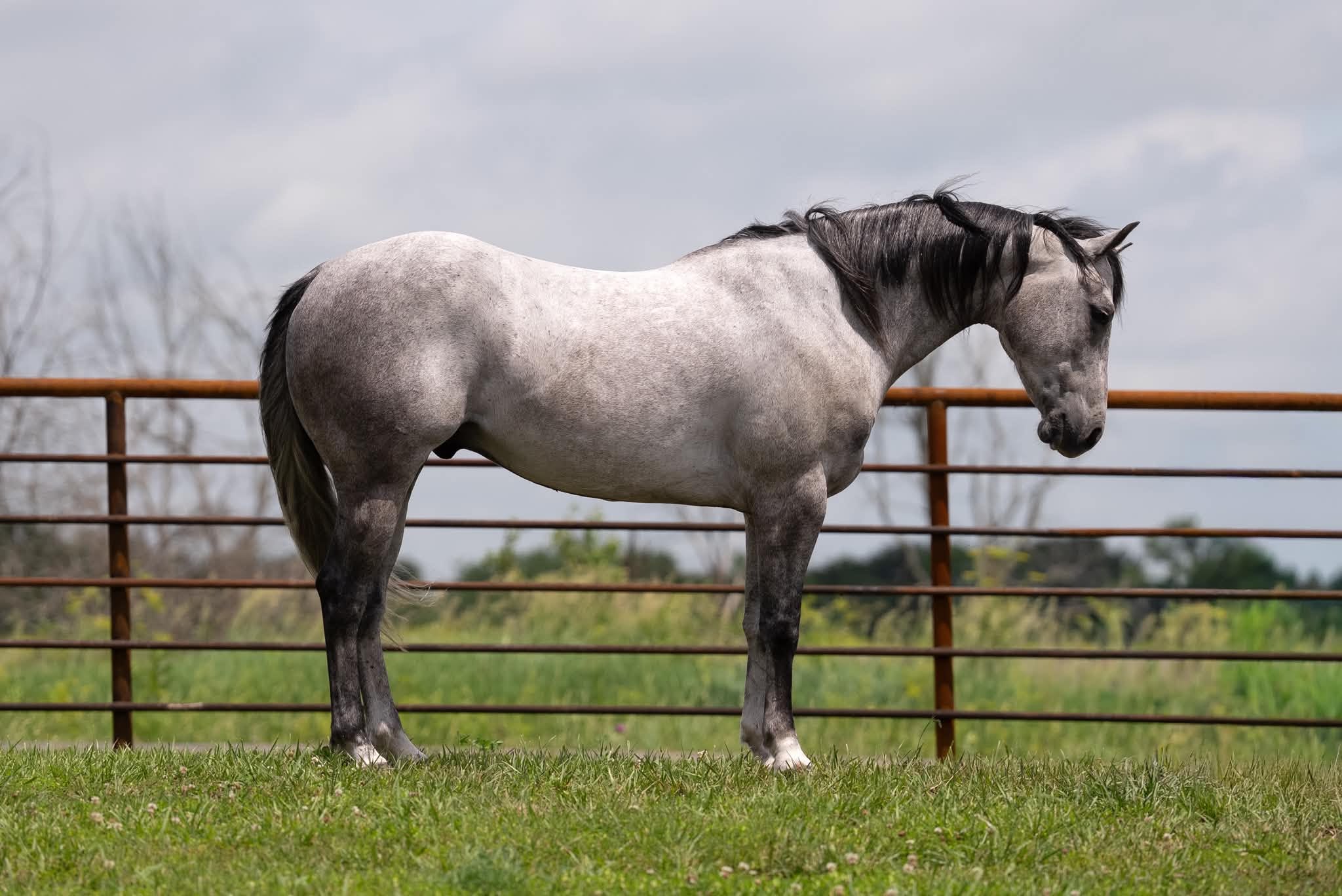Shimmering Scooter | Thehorsebay.com