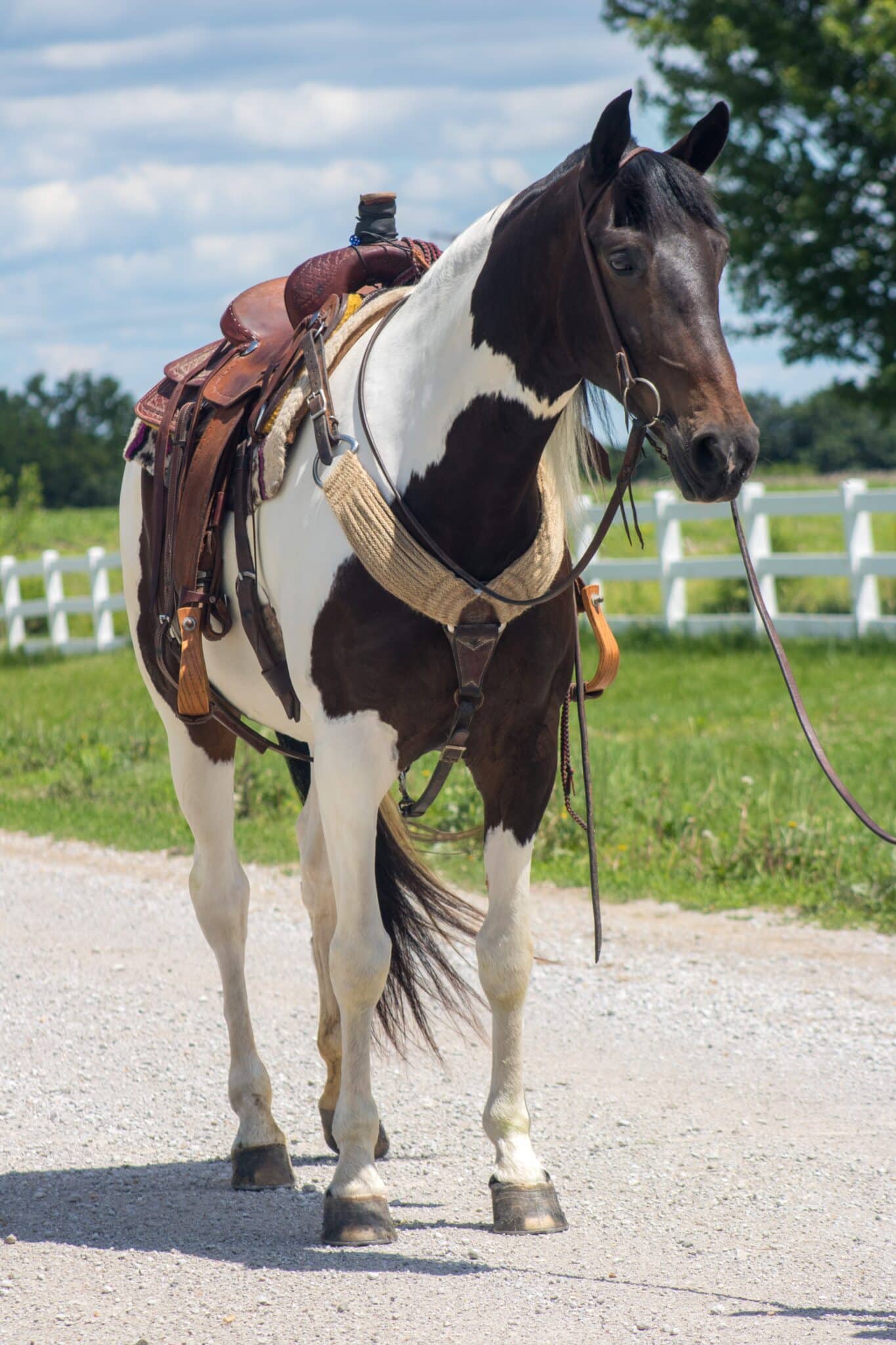 Patches | Thehorsebay.com
