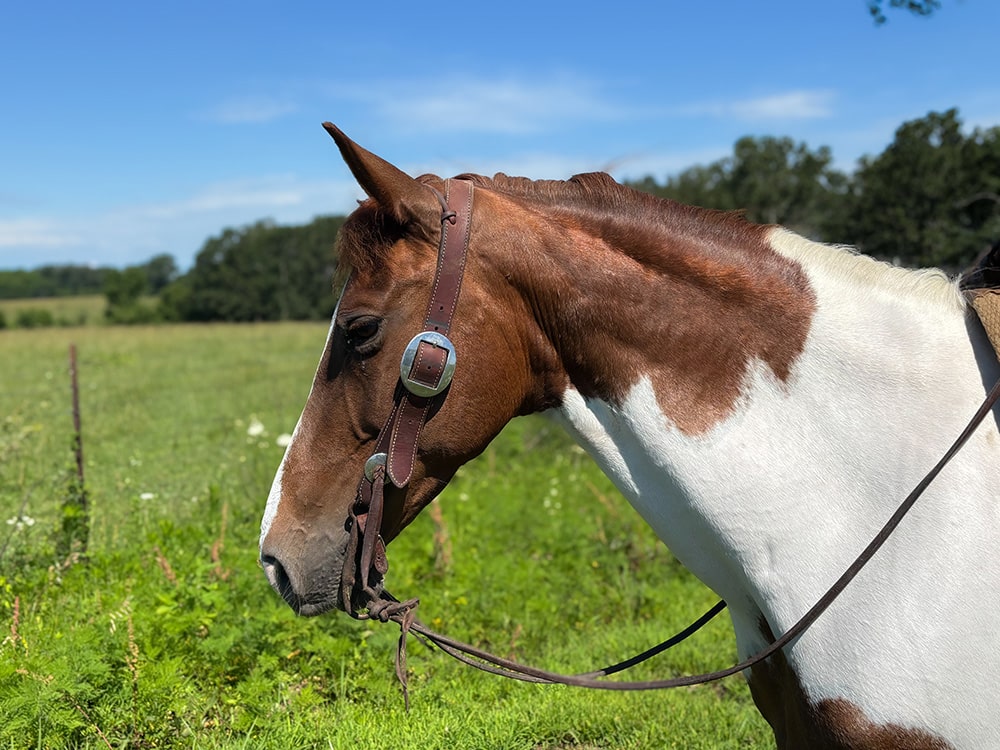 Zane’s Little Angel | Thehorsebay.com