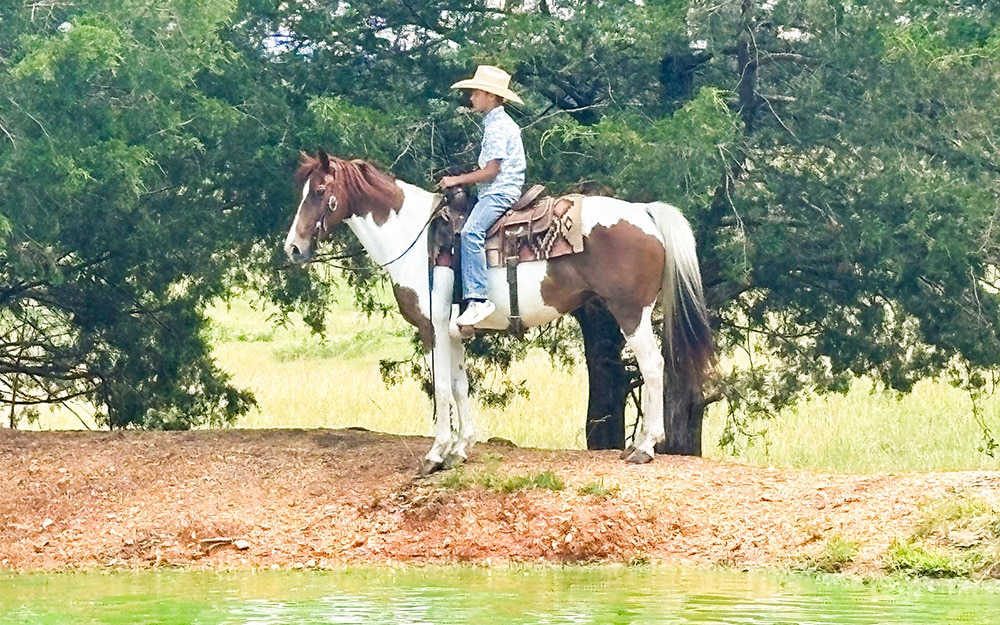 Zane’s Little Angel | Thehorsebay.com