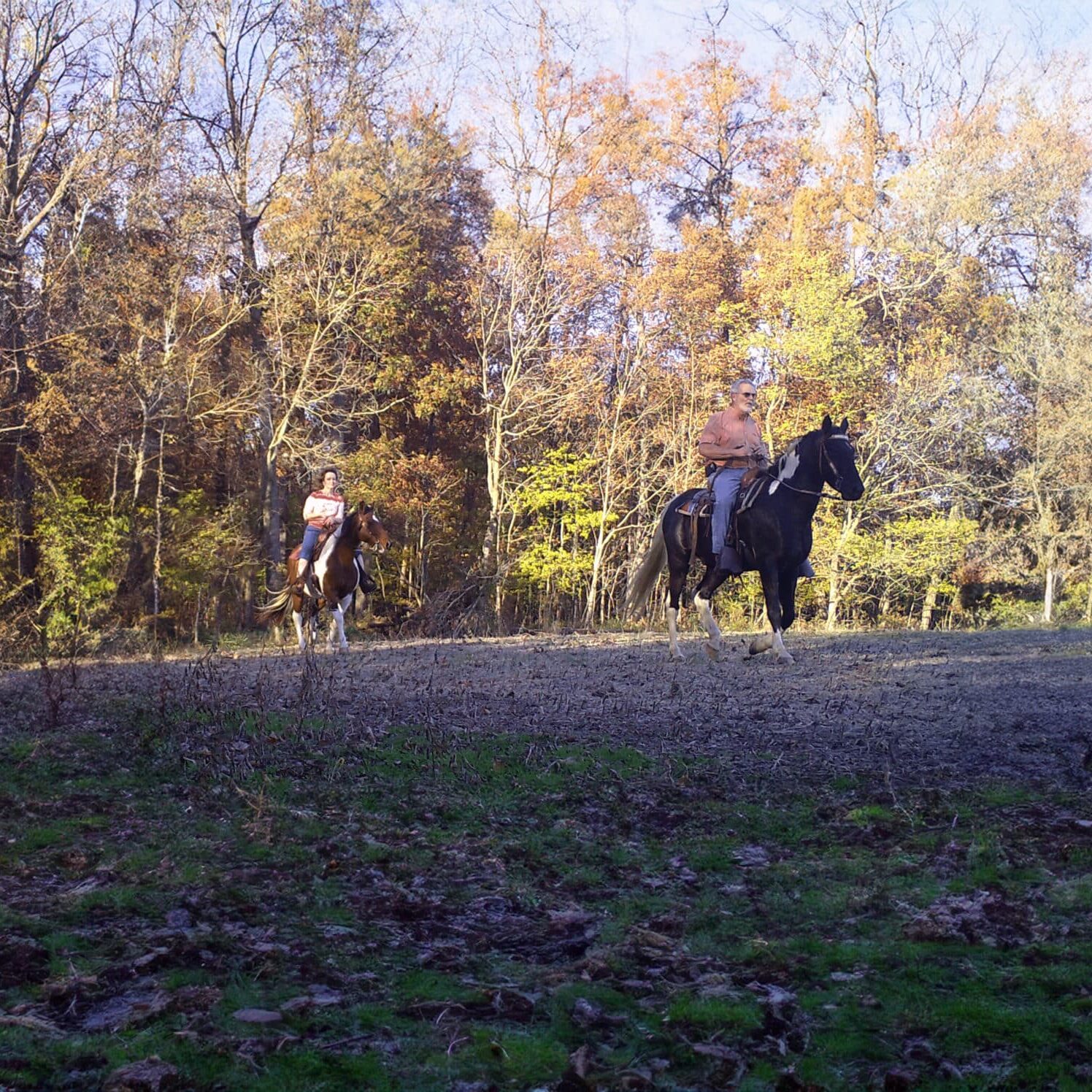 Gina Terry Archives - Thehorsebay.com