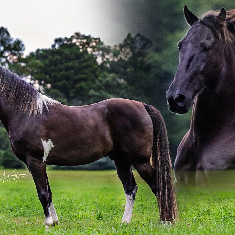 Michael Gascon Archives - Thehorsebay.com