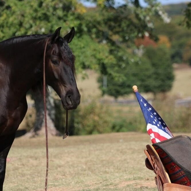 Dan Yoder Archives - Thehorsebay.com